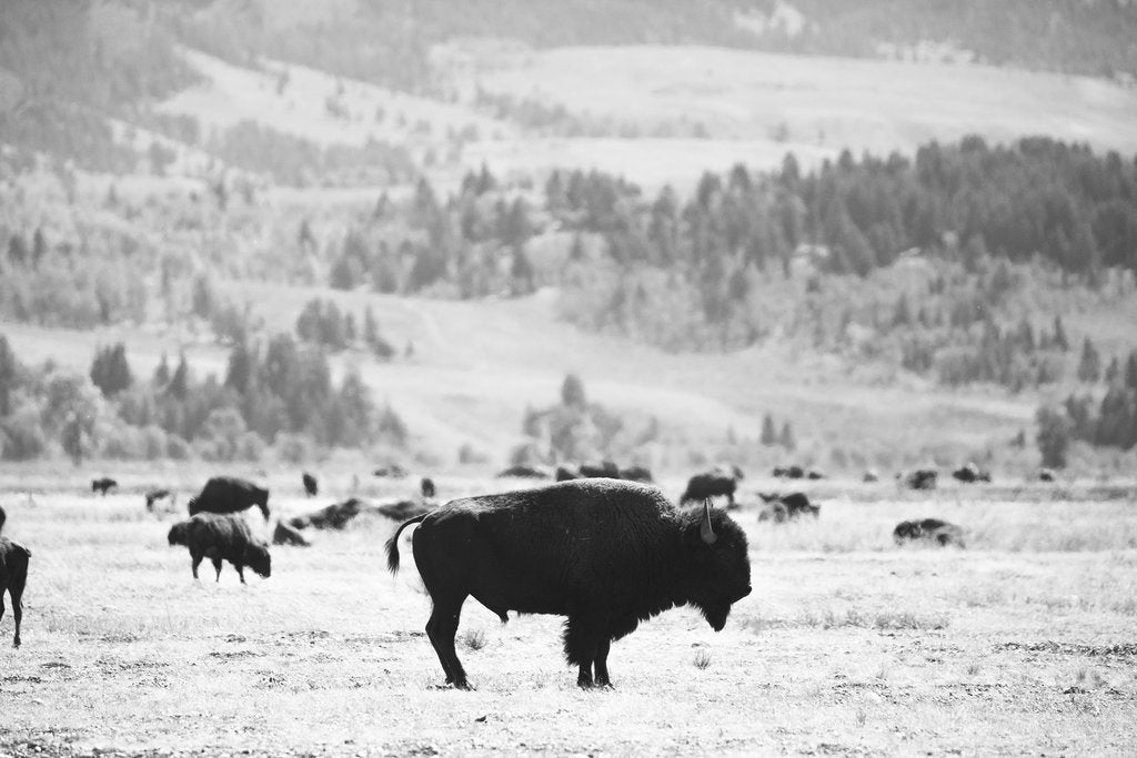 Your Plant Based Meat isn't Saving the Planet – Windward-Westward