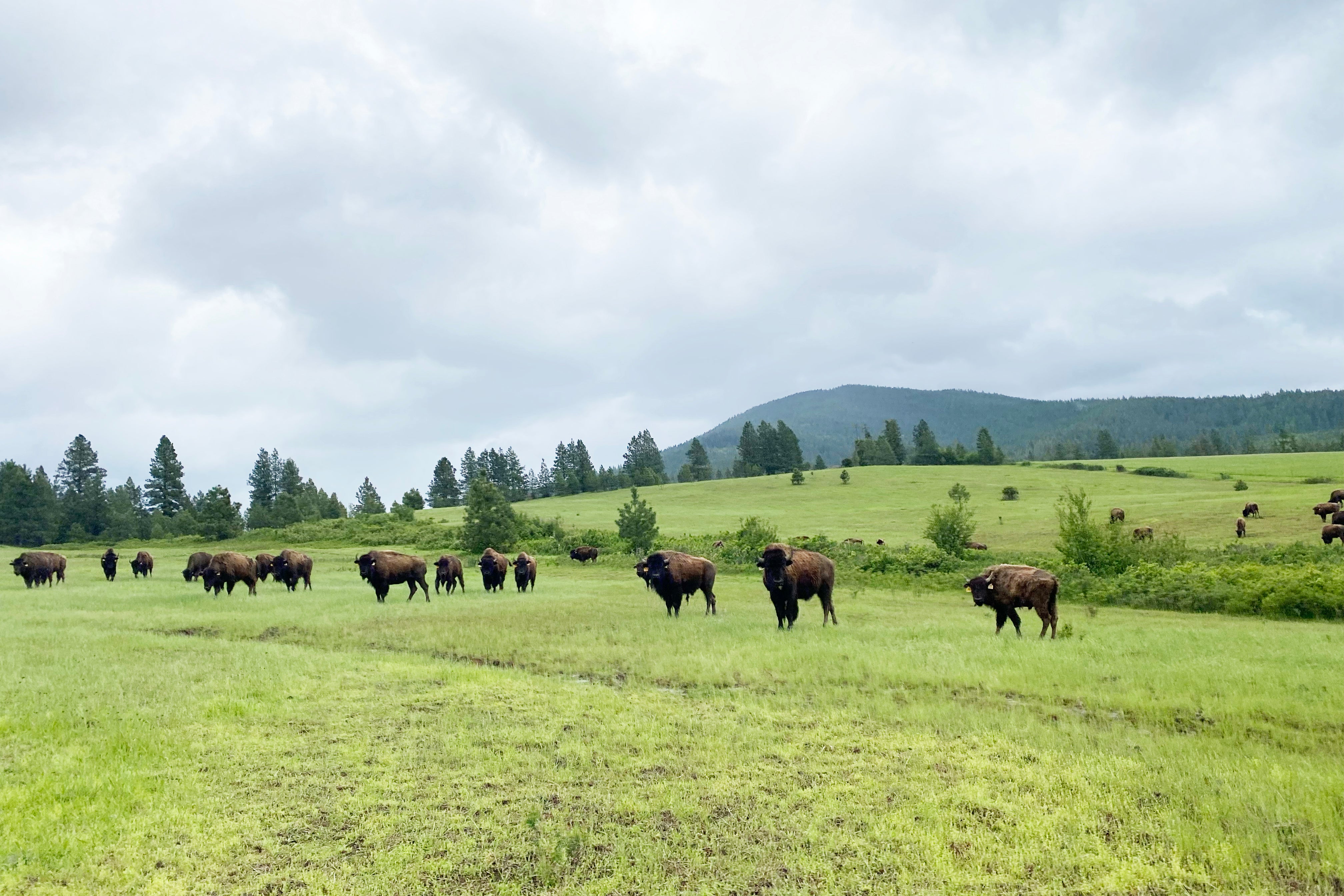 I Bought A Whole Bison (And You Should Too) – Windward-Westward