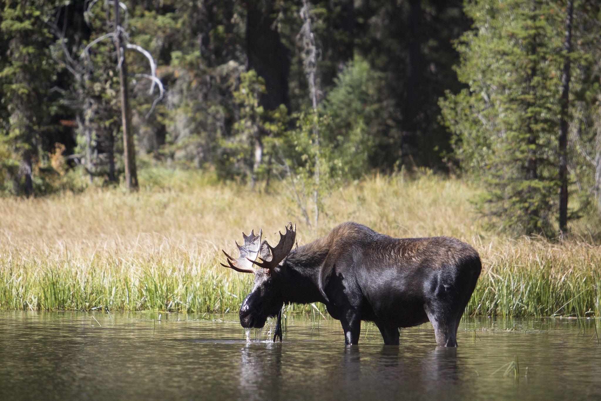 Where and How to Find Moose – Windward-Westward